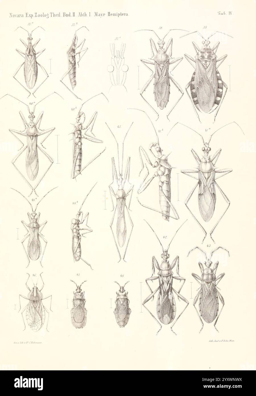 Series of detailed illustrations of various species of insects hi-res ...