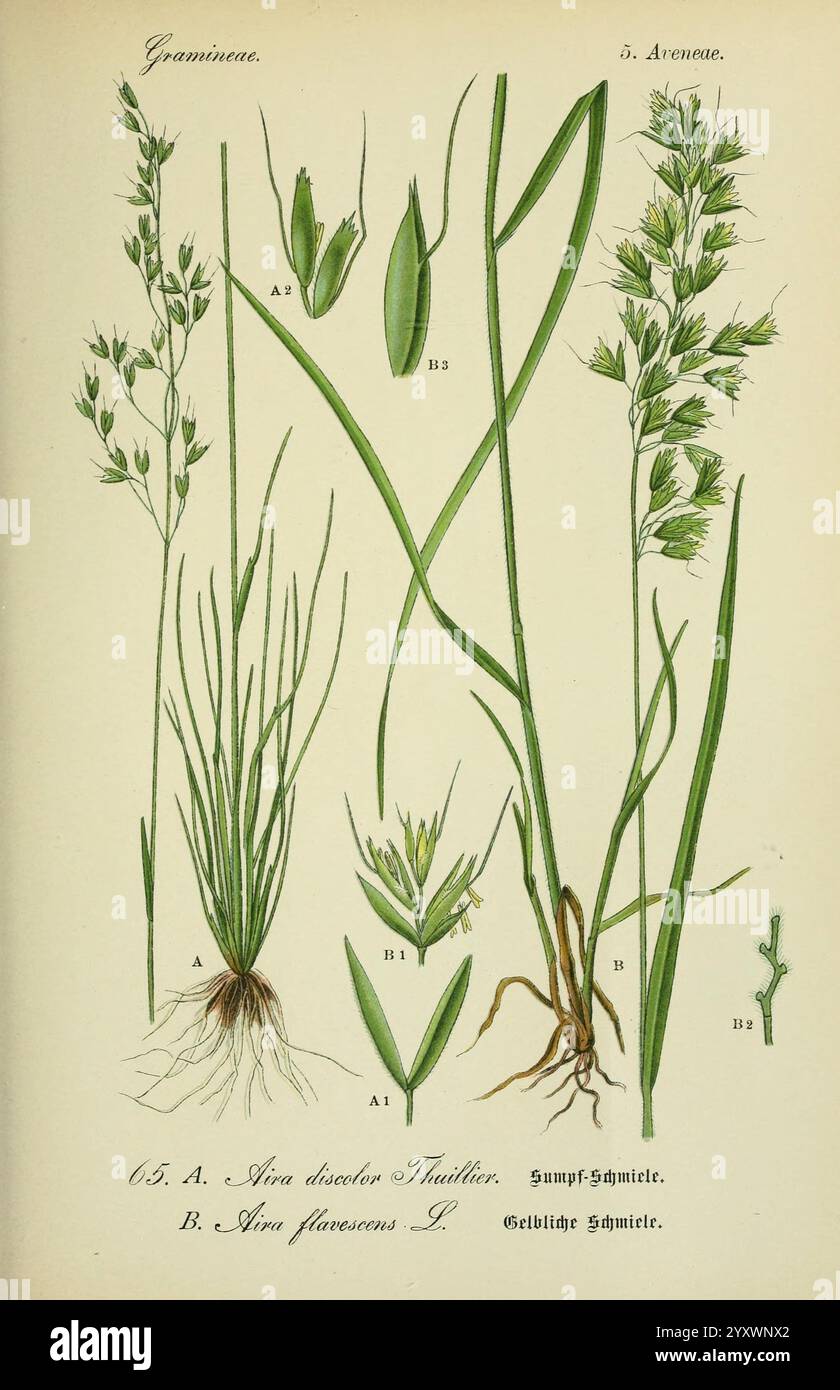 Flora von Deutschland, Österreich und der Schweiz Gera, Zezschwitz ...