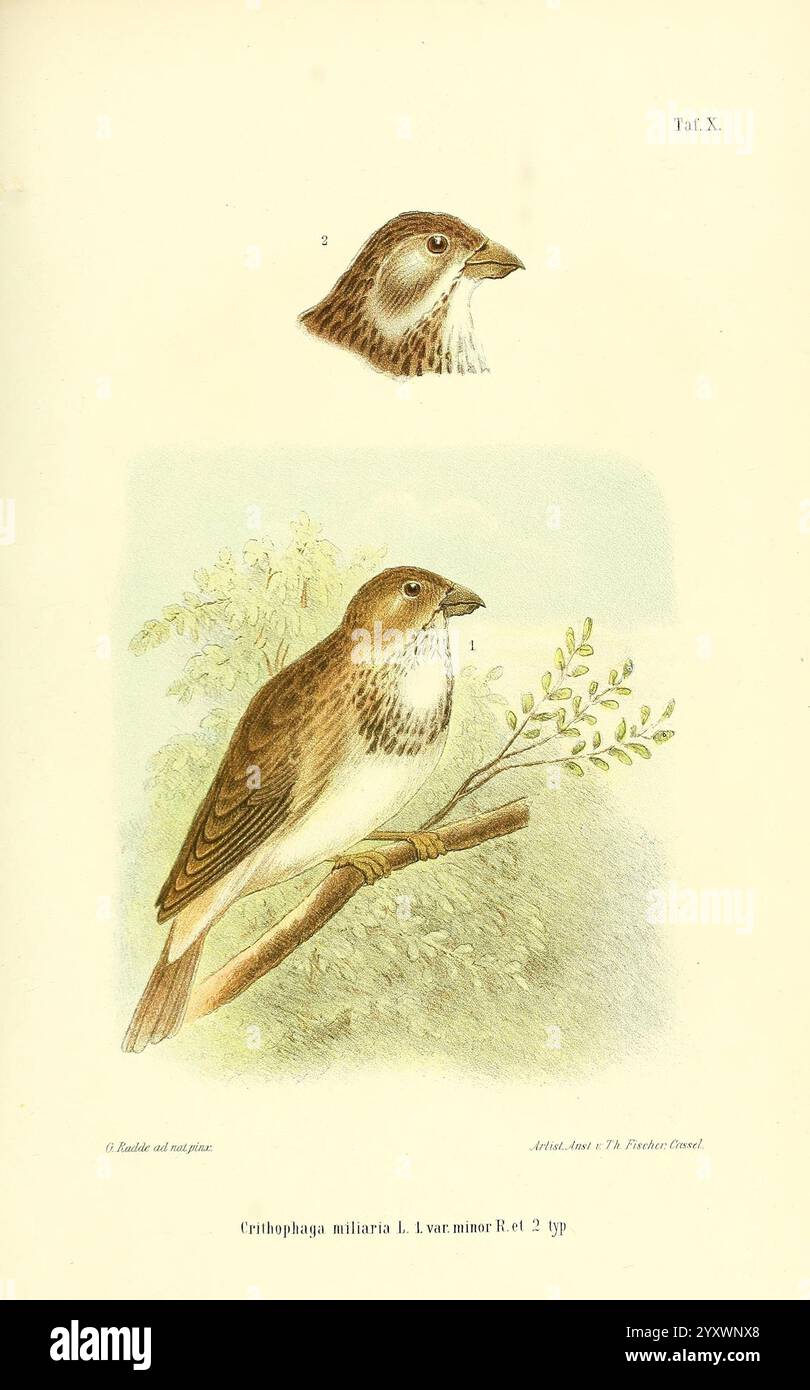 Ornis Caucasica, Die Vogelwelt des Kaukasus, Kassel, Verlag von Theodor ...