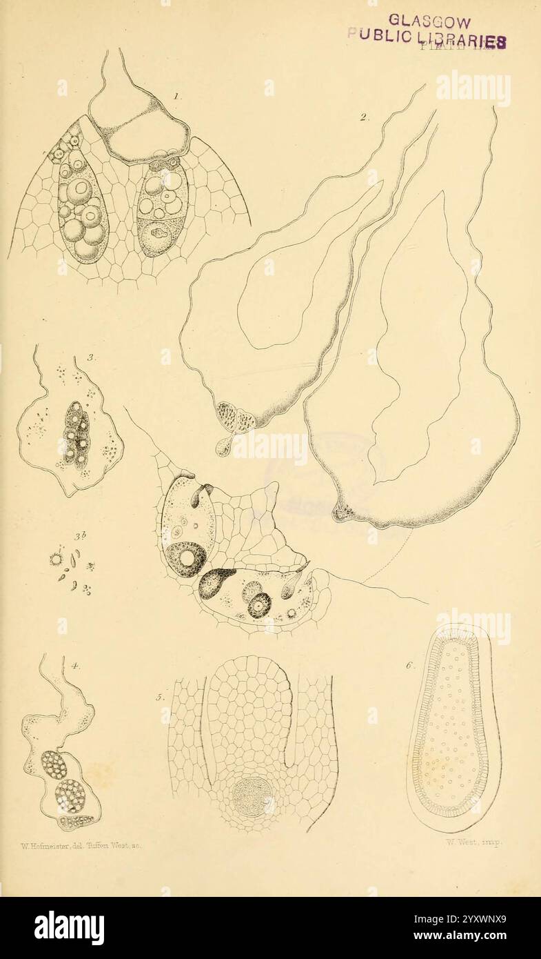 Larger series of plant illustrations hi-res stock photography and ...