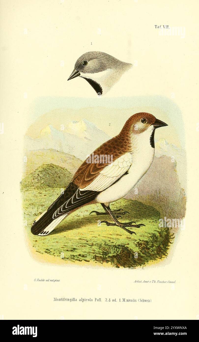 Ornis Caucasica, Die Vogelwelt des Kaukasus, Kassel, Verlag von Theodor ...