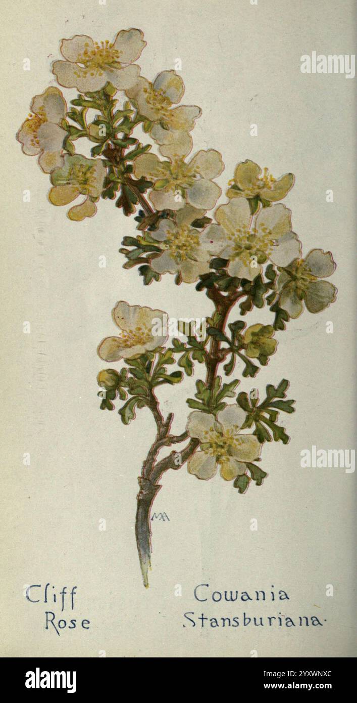 Trinomial purshia mexicana stansburyana hi-res stock photography and ...