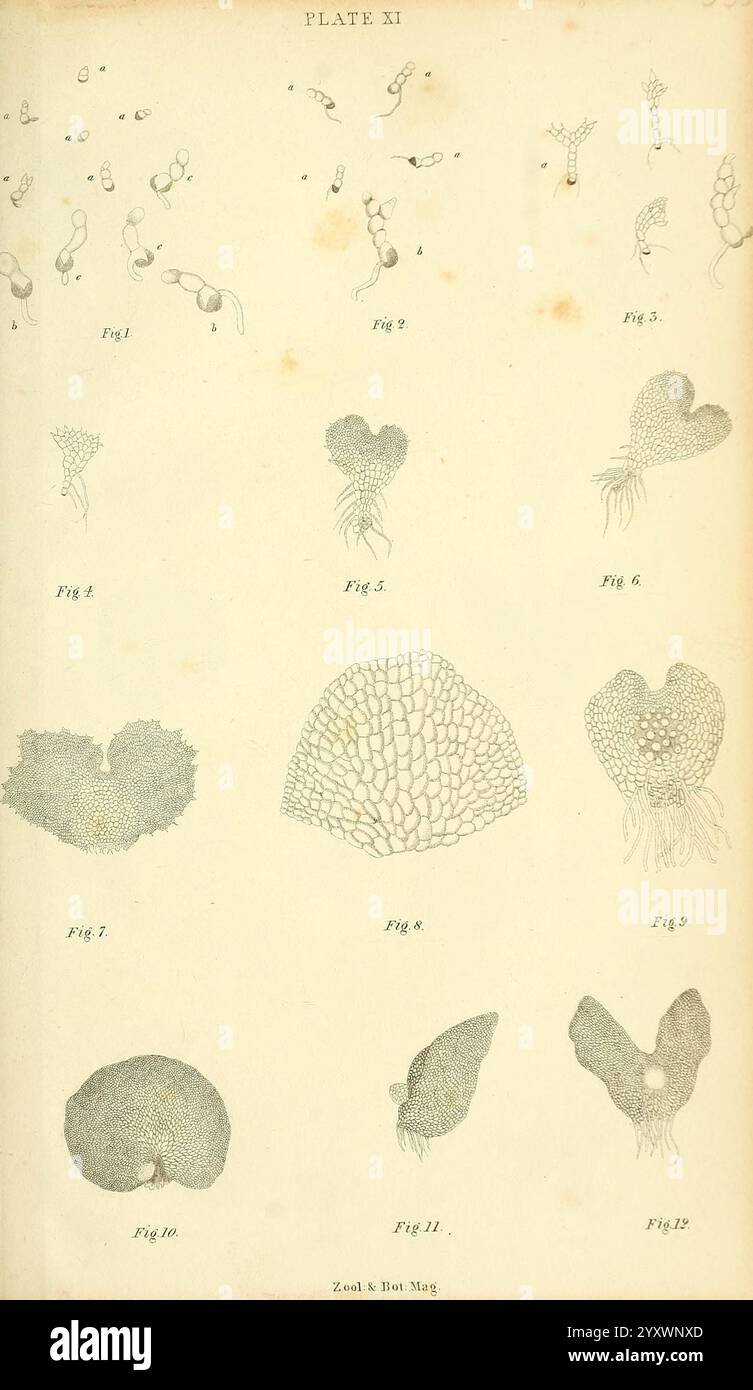 Magazine of Zoology and Botany, Edinburgh, Dublin, botany, natural ...