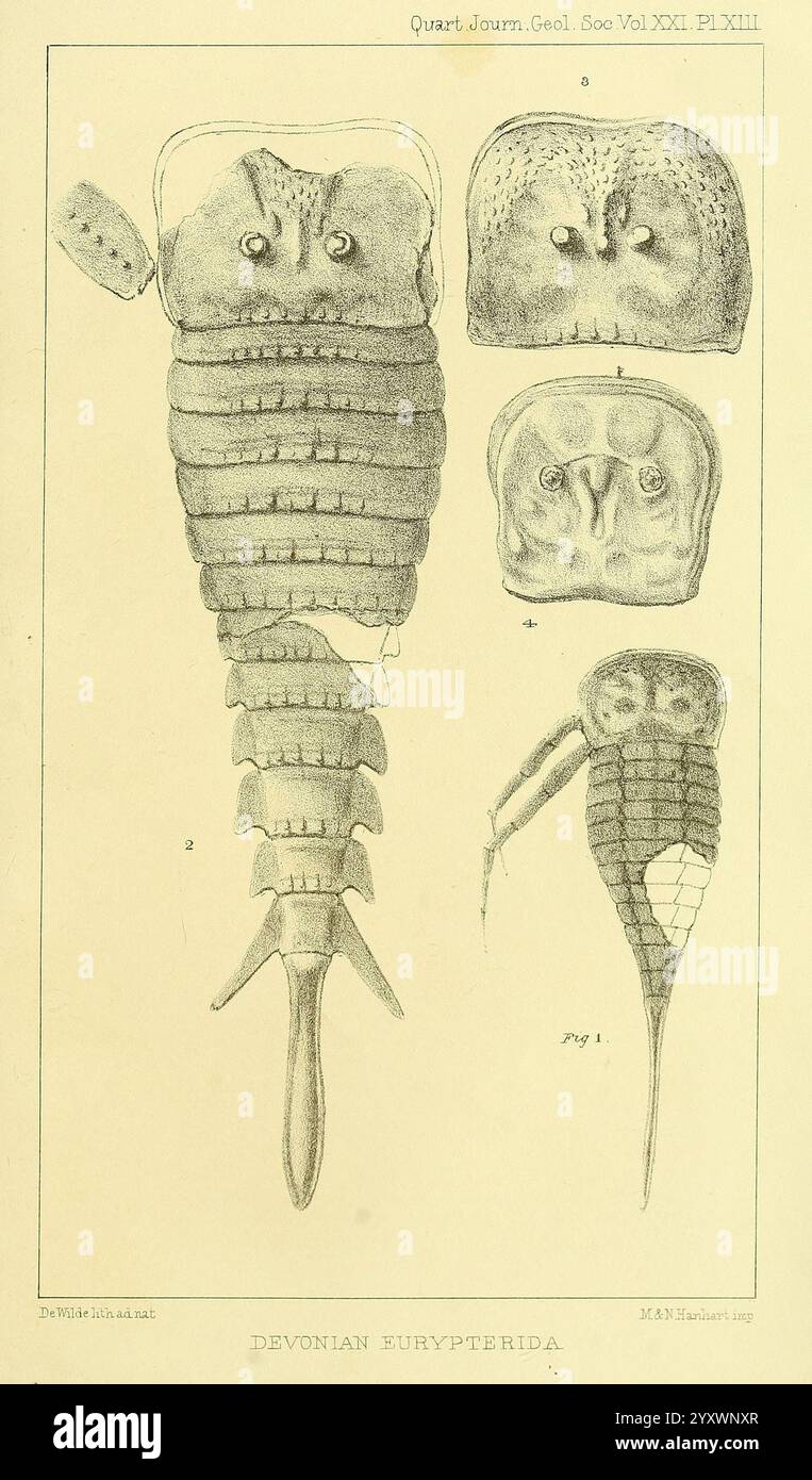 Horsehoe crabs anatomy hi-res stock photography and images - Alamy