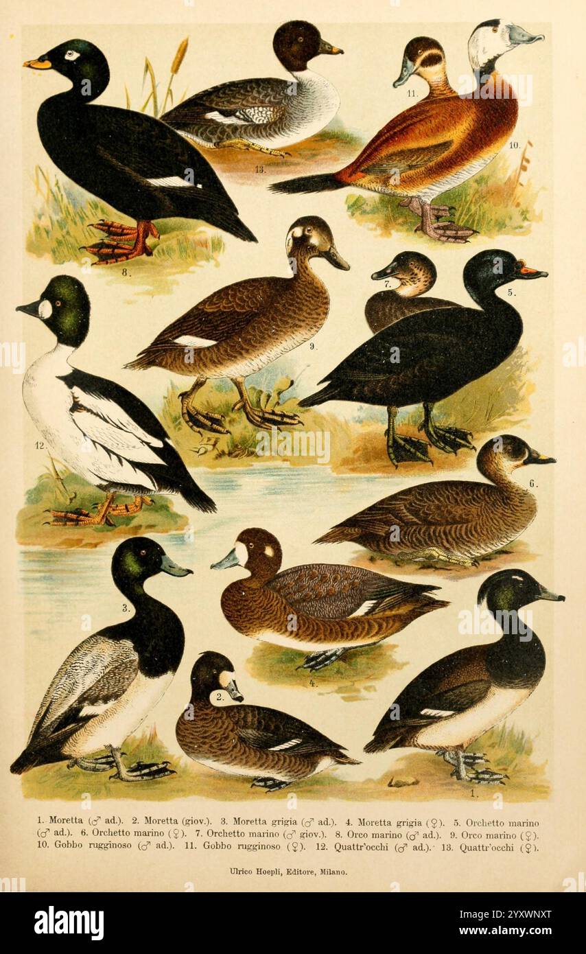 Varying poses highlighting hi-res stock photography and images - Alamy