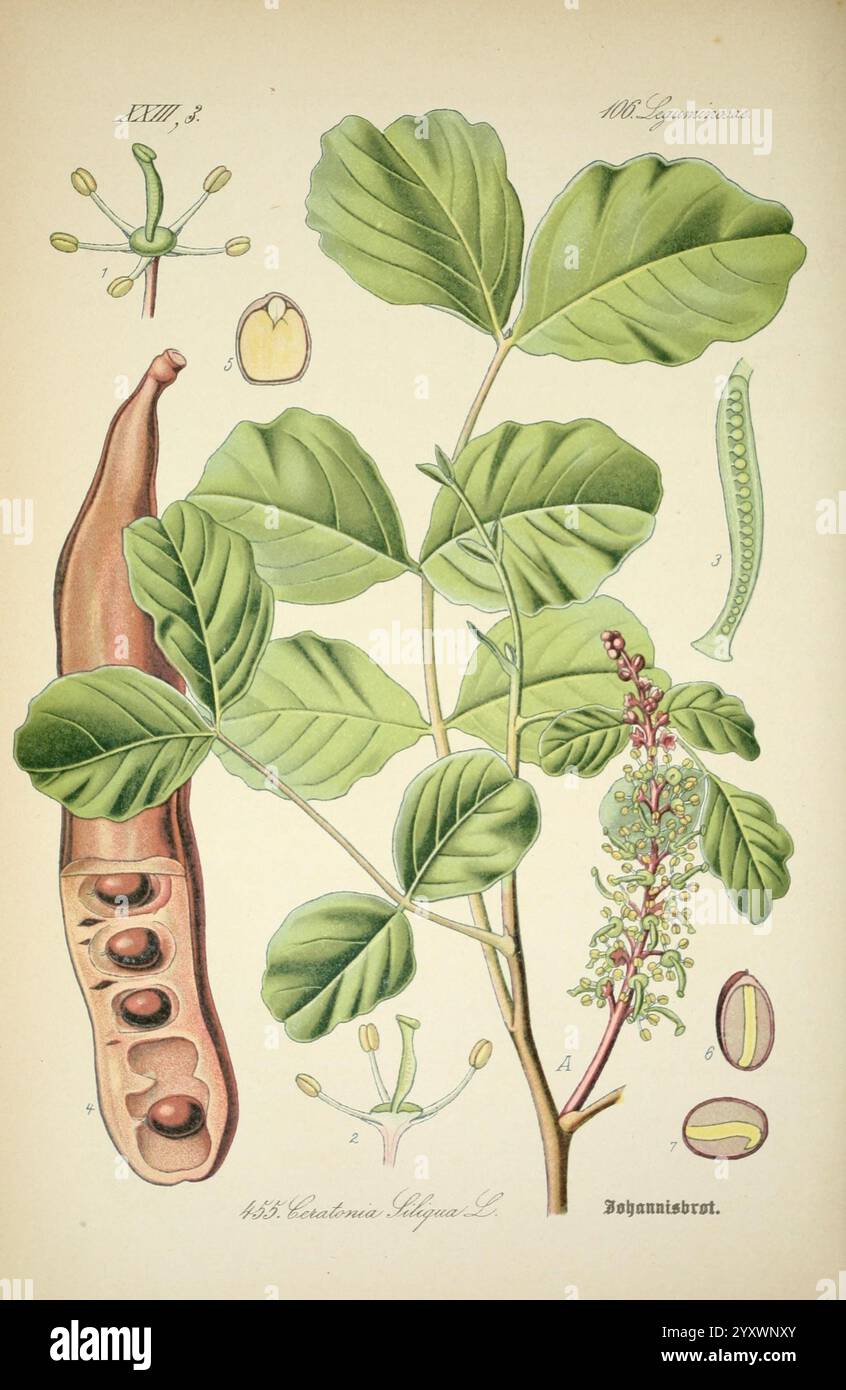 Carob trees unique characteristics hi-res stock photography and images ...