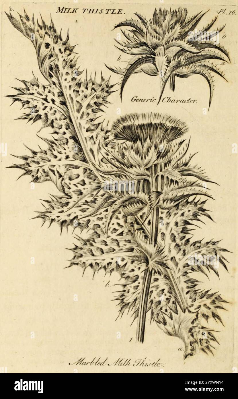 Identifying key characteristics hi-res stock photography and images - Alamy