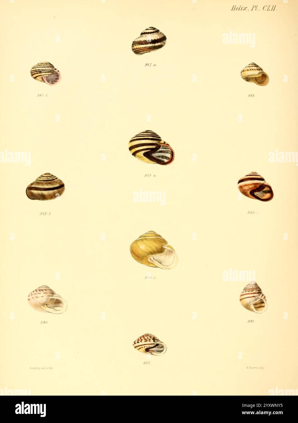 Top row displays several spiral shells hi-res stock photography and ...