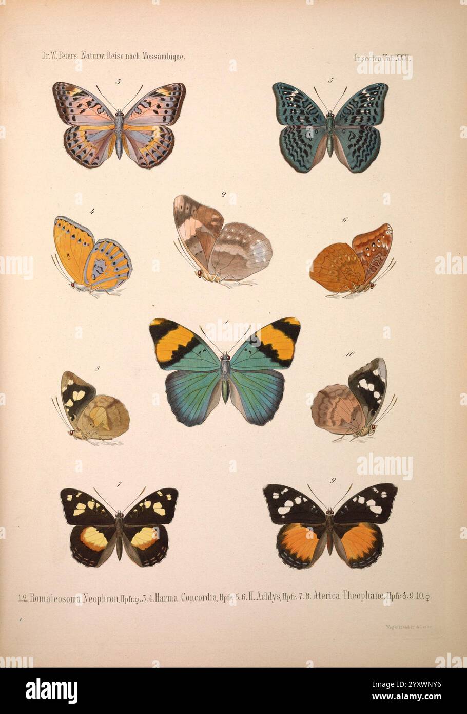 Five additional butterflies hi-res stock photography and images - Alamy