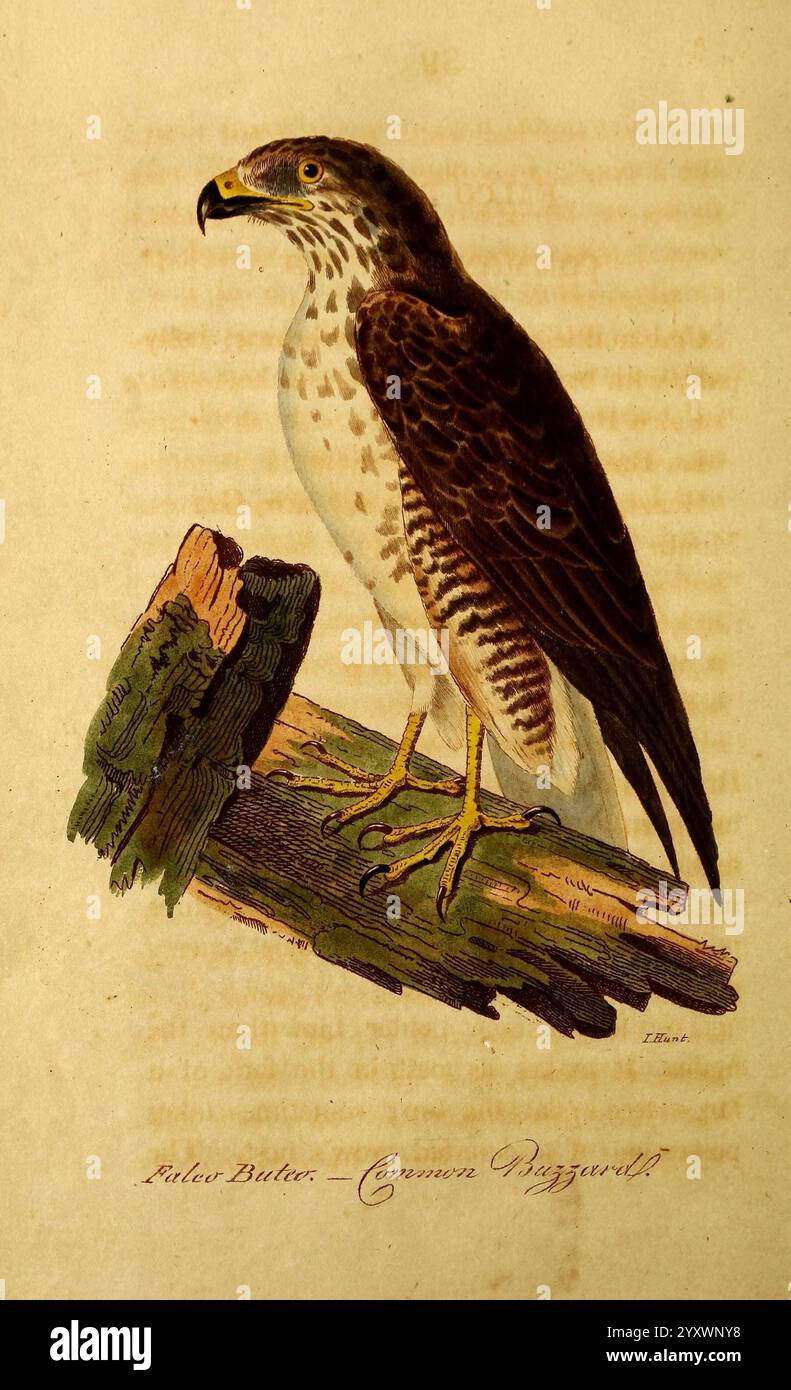 British ornithology, Norwich, Bacon, 1815-22, Great Britain, bird ...