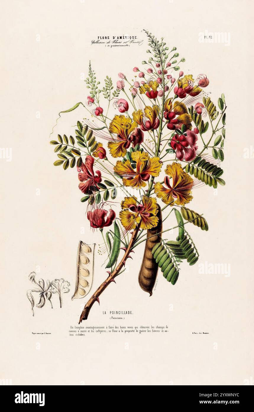 Artwork combines scientific accuracy hi-res stock photography and ...