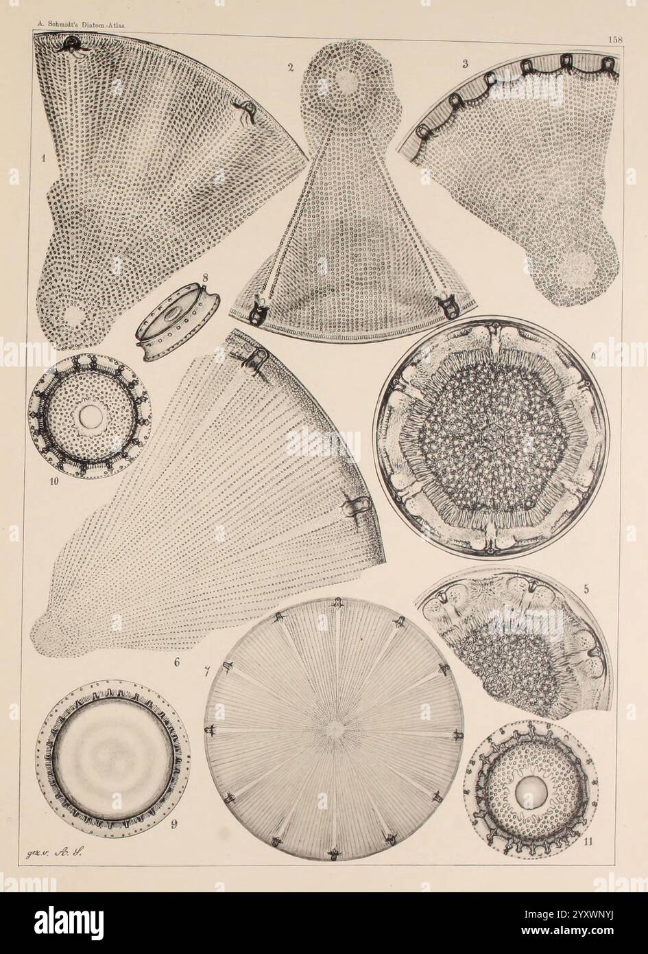 Radial Symmetry Organisms Untitled