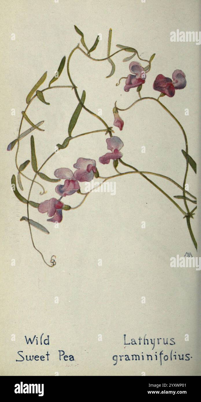 Field book of western wild flowers, London, C. P. Putnam's Sons, 1915 ...
