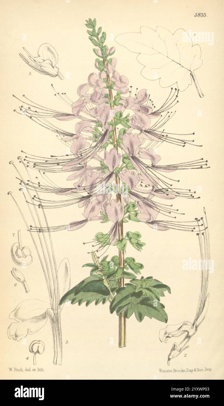 Elegant elongated stem adorned hi-res stock photography and images - Alamy