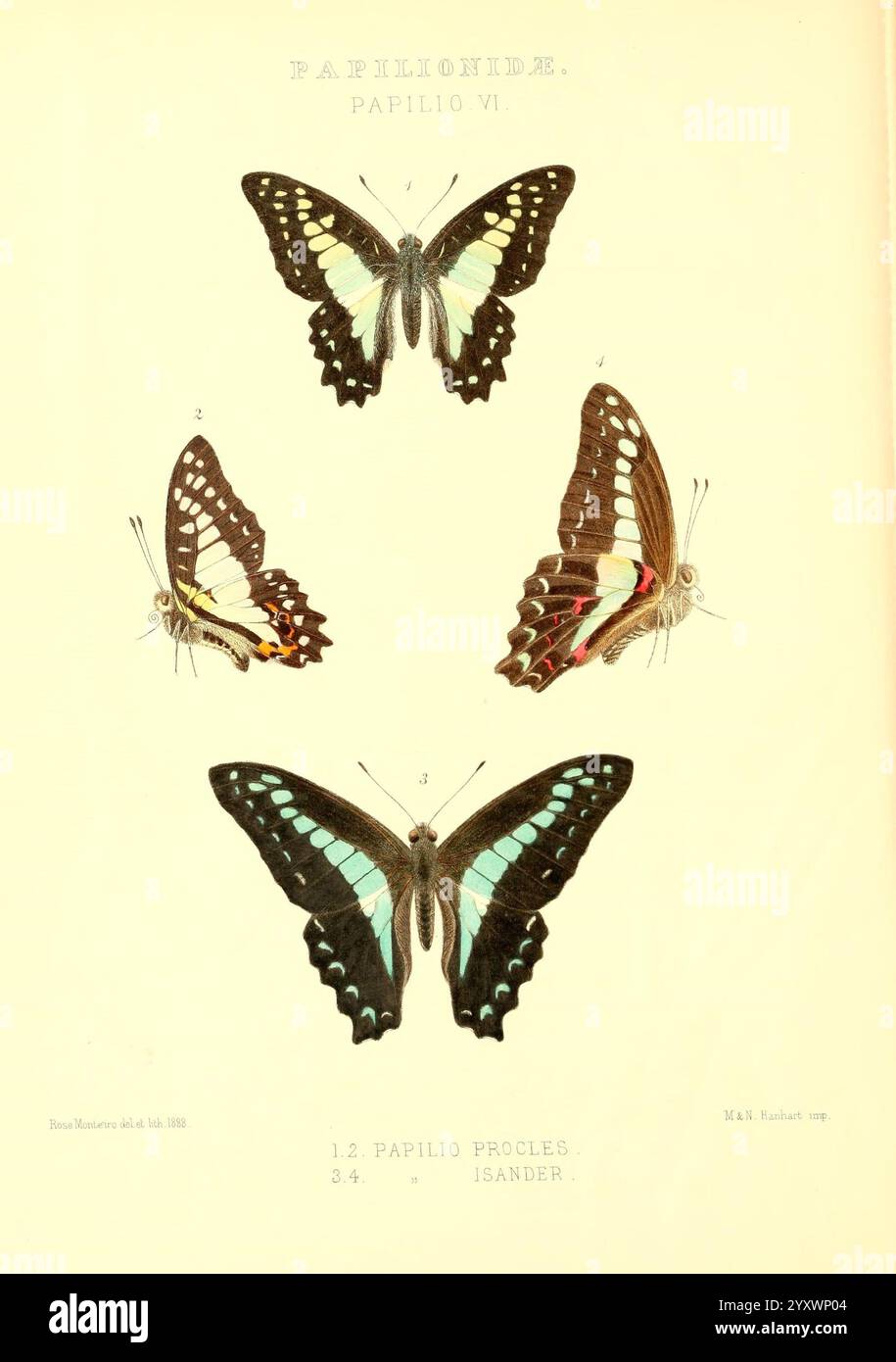 Bottom two showcase variations hi-res stock photography and images - Alamy