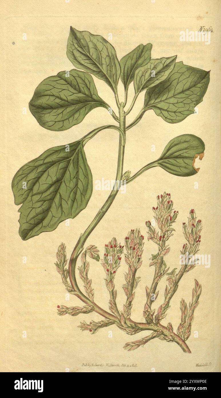 Central stem emerges hi-res stock photography and images - Alamy