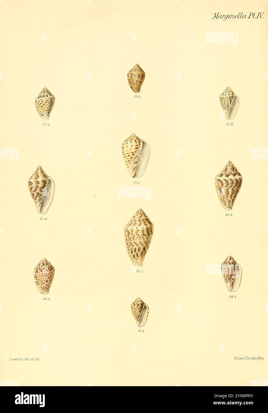 Shell showcases unique patterns hi-res stock photography and images - Alamy