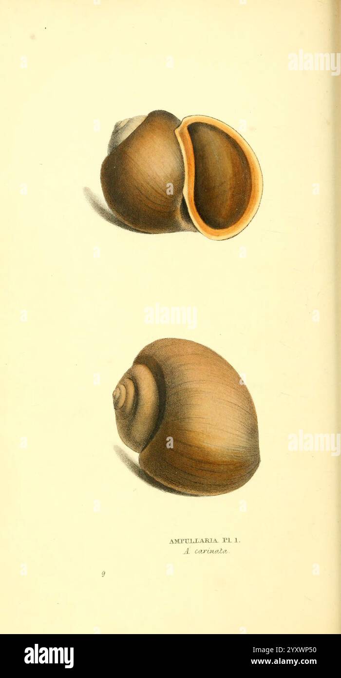 Zoological, illustrations London, Baldwin, &, Cradock, 1829-1833 ...