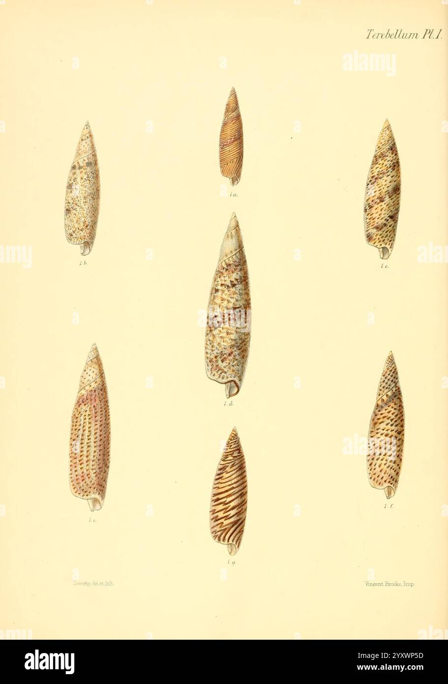 Conchologia Iconica, or Illustrations of the Shells of Molluscous ...