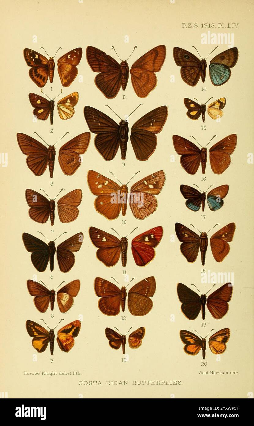 Various costa rican butterflies hi-res stock photography and images - Alamy