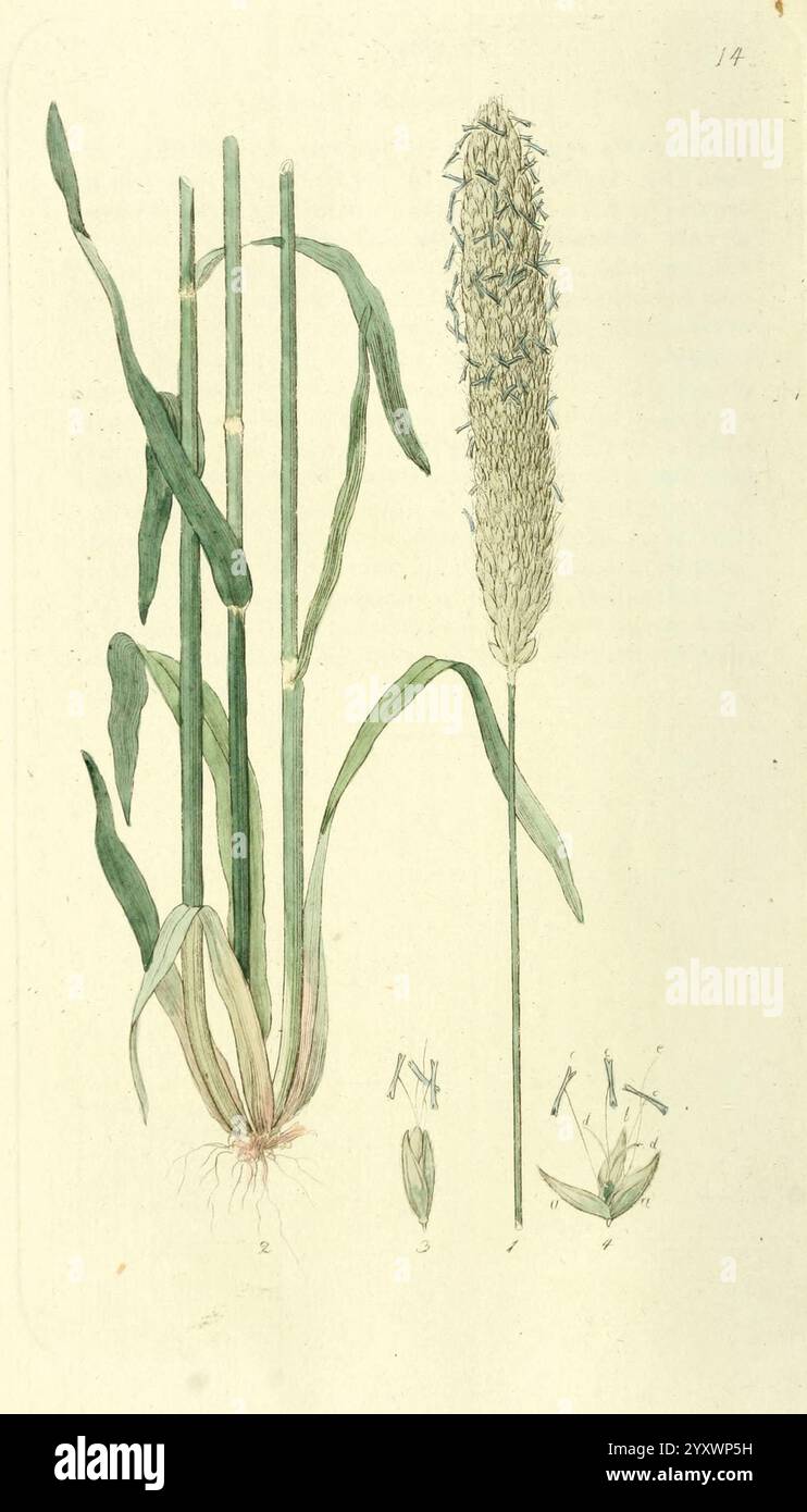 Feathery flower spike displays densely hi-res stock photography and ...