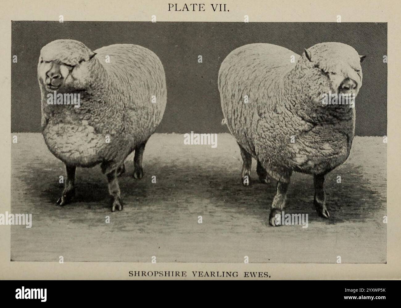 Breeds robust build hi-res stock photography and images - Alamy