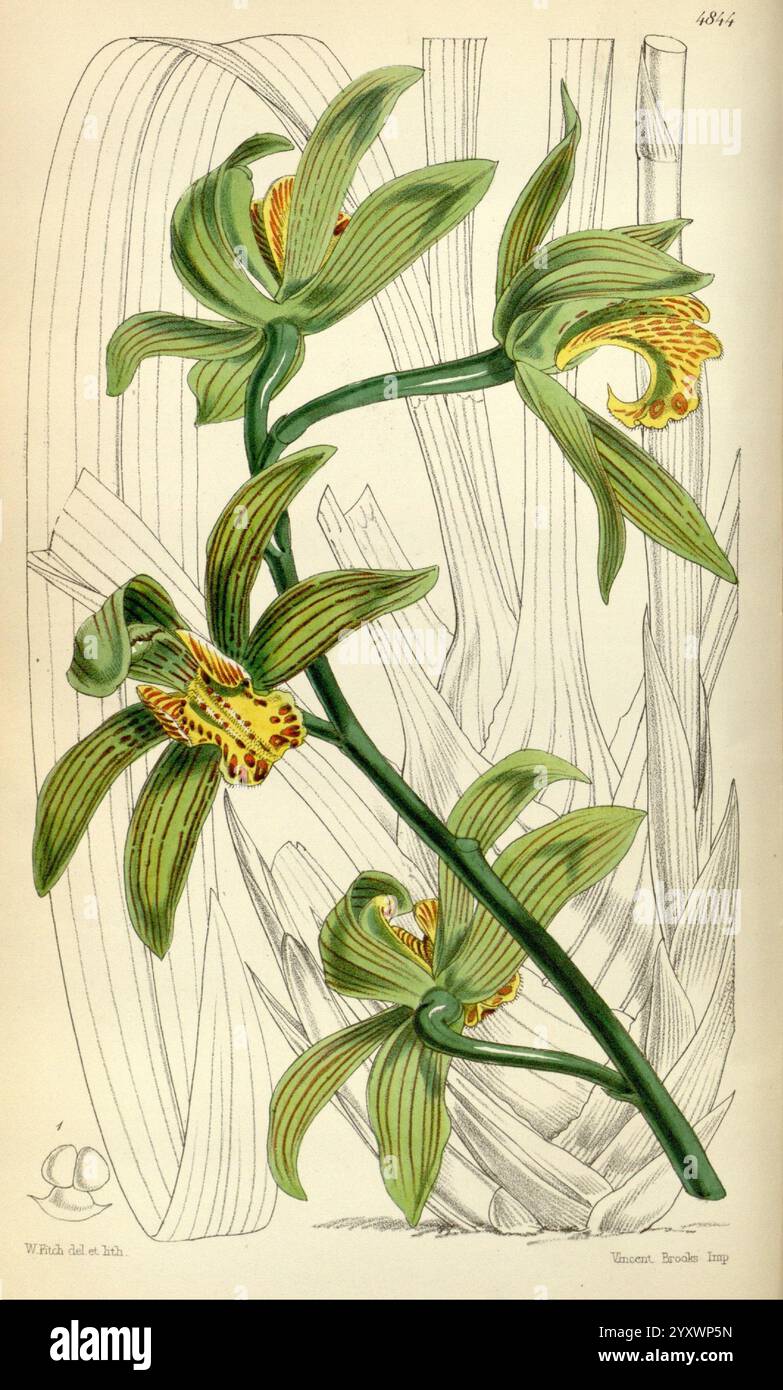 Curtis's Botanical Magazine London, New York, Botany, Periodicals ...