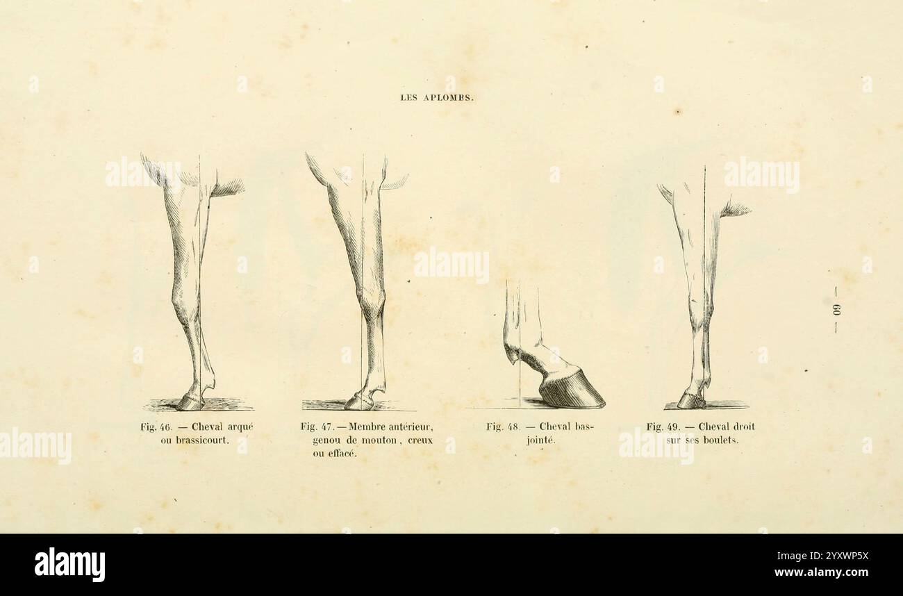 La connaissance générale du cheval, atlas, Paris, Didot, 1861, horses ...
