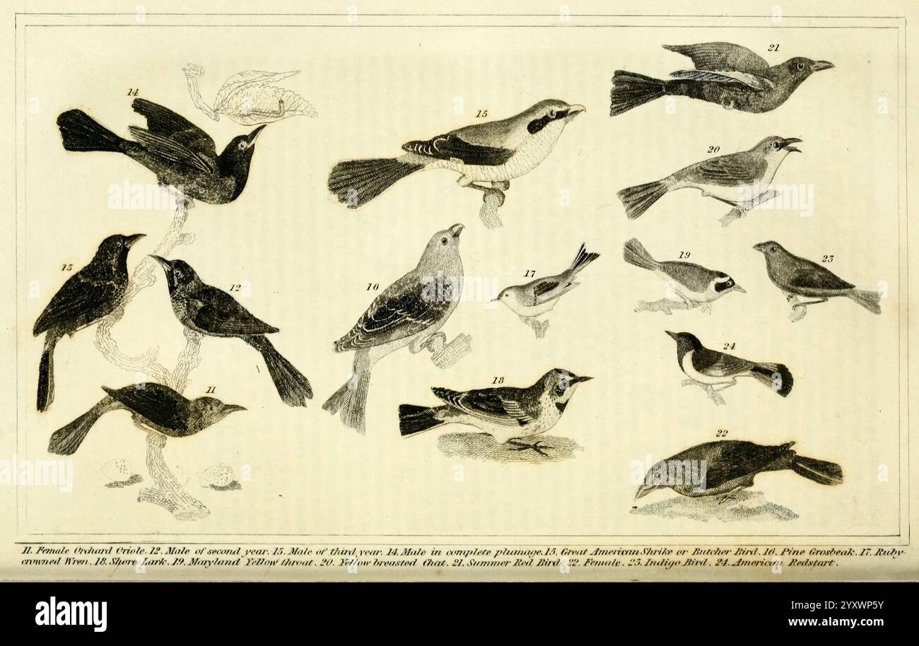 Detailed illustrations showcases hi-res stock photography and images ...