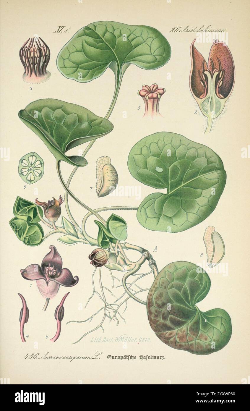 Individual plant segments labeled hi-res stock photography and images ...