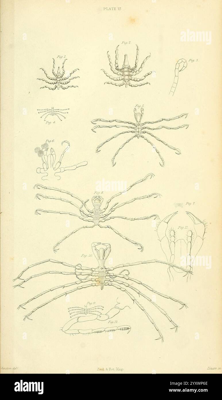 Magazine, of, Zoology, and, Botany, Edinburgh, Dublin, Botany, Natural ...