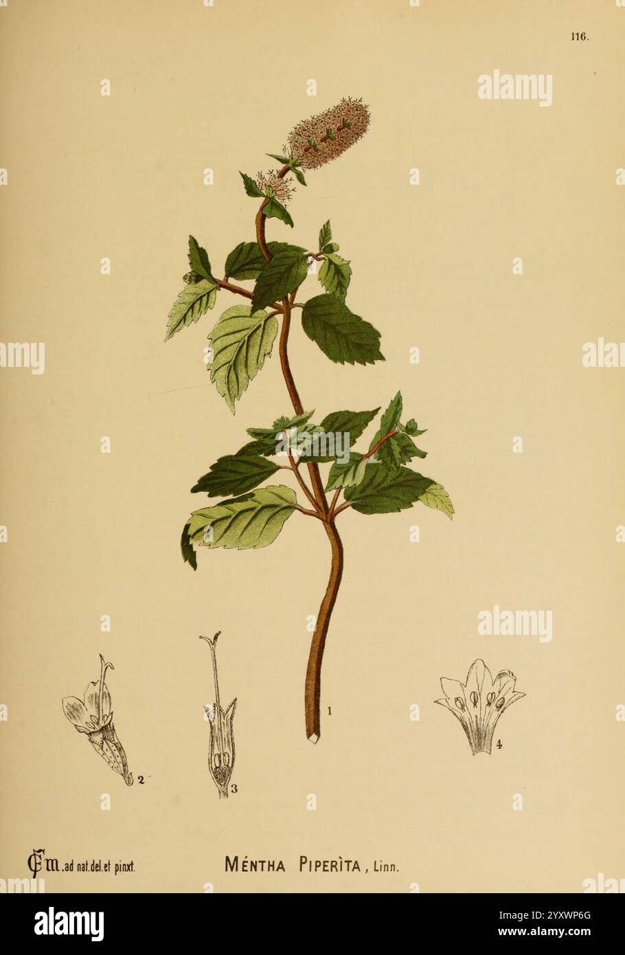 American medicinal plants, New York, Boericke & Tafel, c1887, botany ...