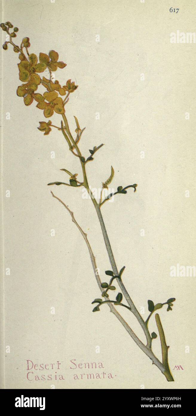 Field book of western wild flowers London, C. P. Putnam's Sons, 1915 ...