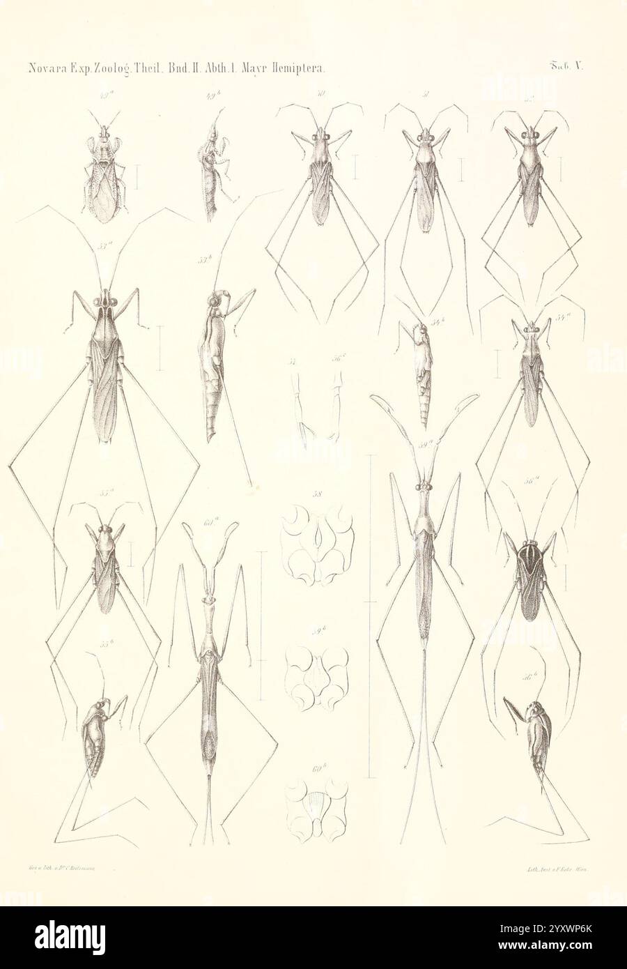 Morphological similarities hi-res stock photography and images - Alamy