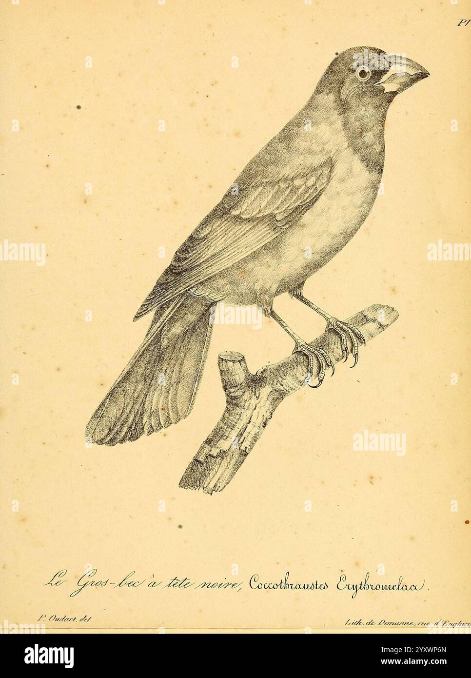 La galerie des oiseaux, Paris, Carpentier-Méricourt, 1834, birds ...