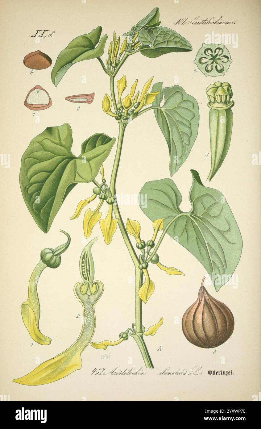 Prof. Dr. Thomé's Flora von Deutschland, Österreich und der Schweiz, in ...