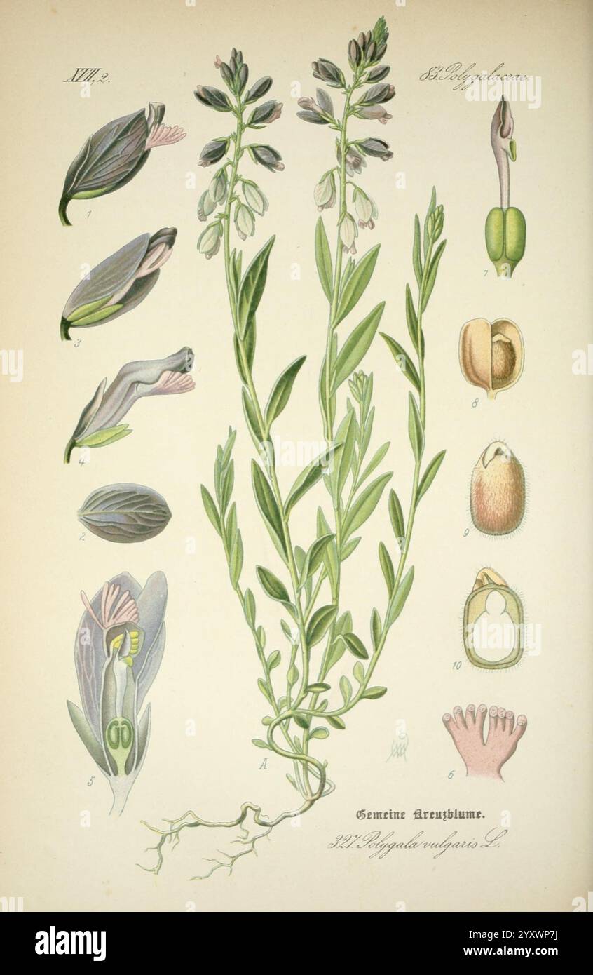 Prof. Dr. Thomé's Flora von Deutschland, Österreich und der Schweiz, in ...