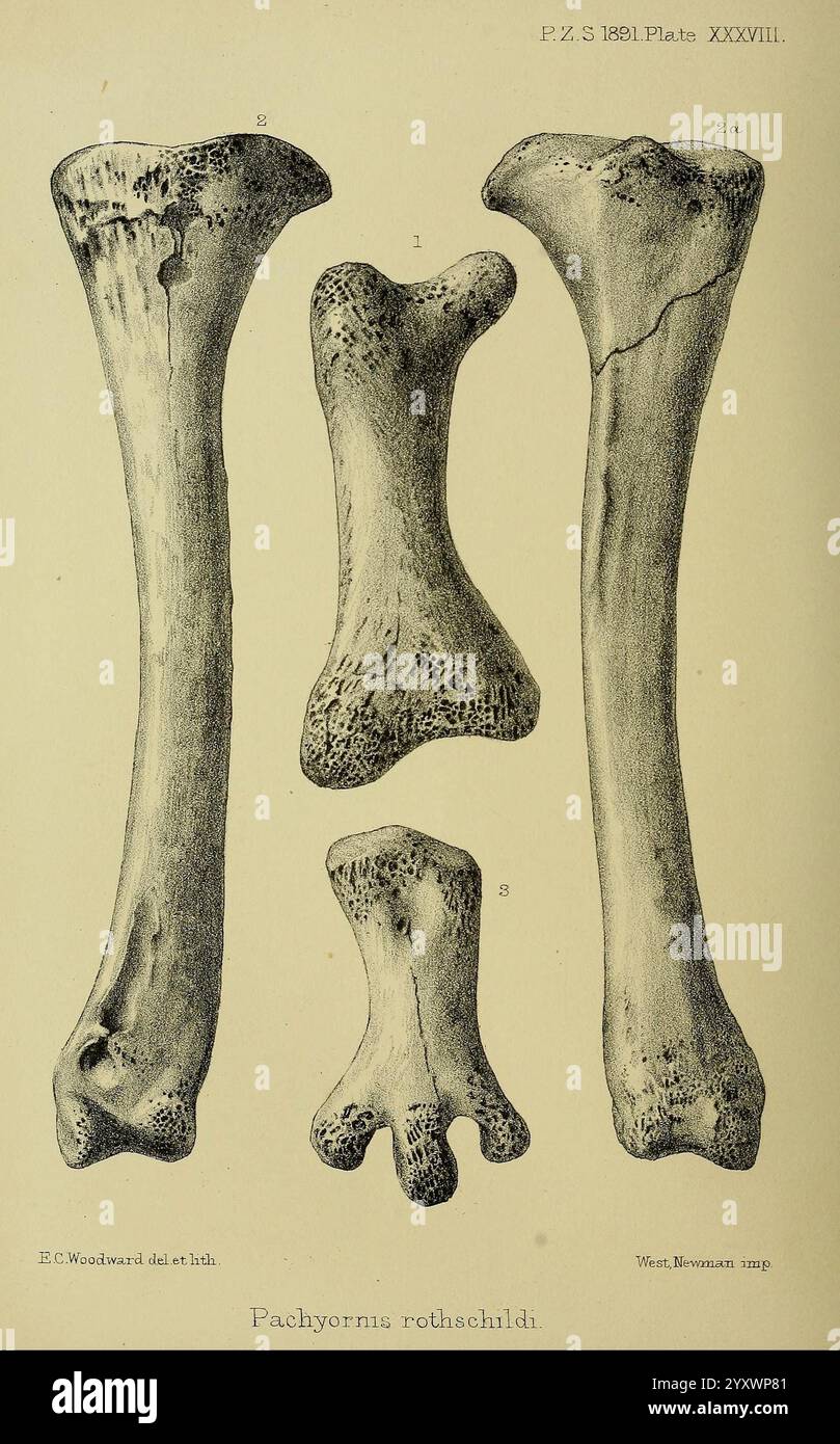 Proceedings of the Zoological Society of London, London, Academic Press ...