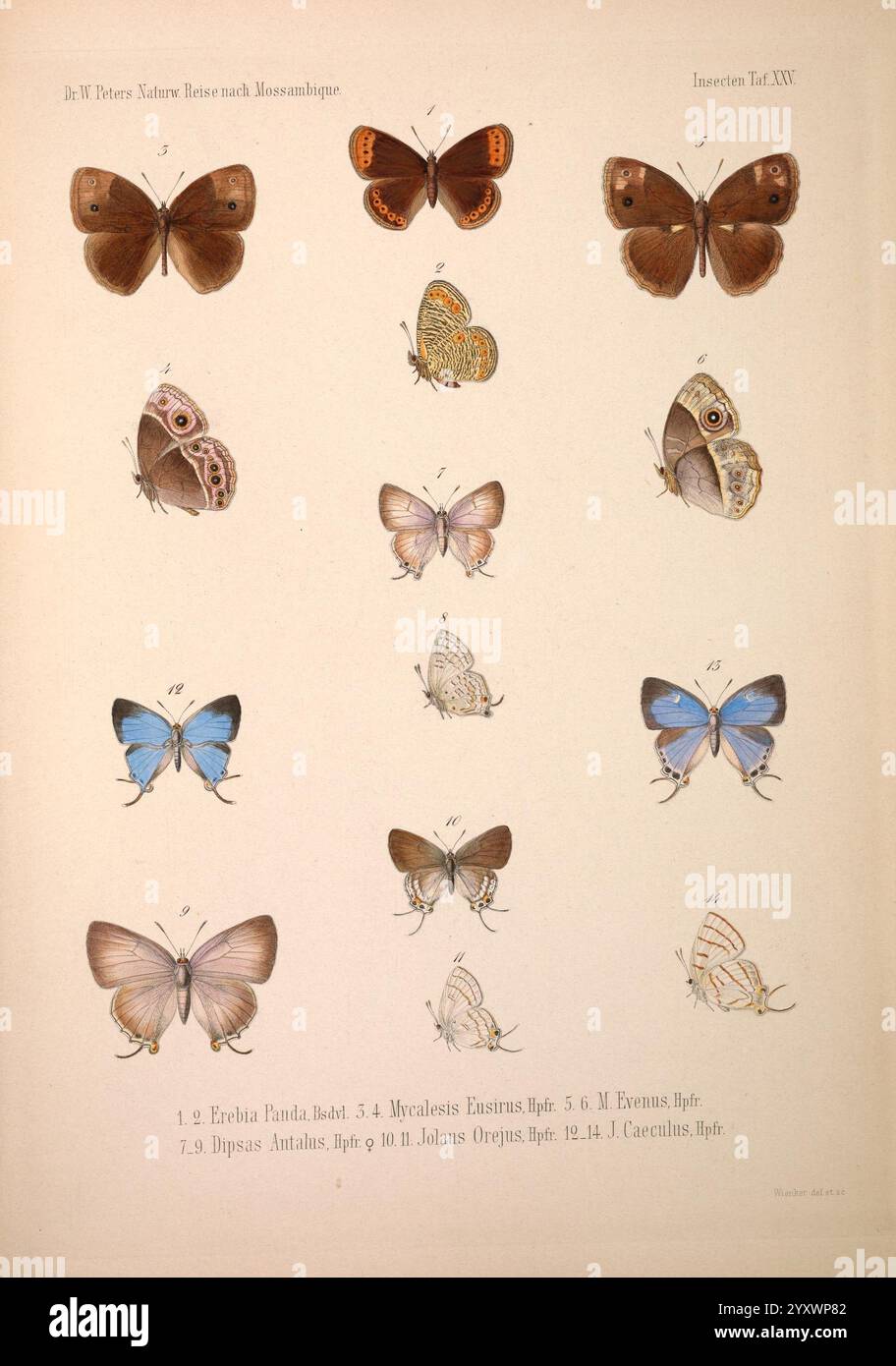 Naturwissenschaftliche reise nach mossambique berlin hi-res stock ...