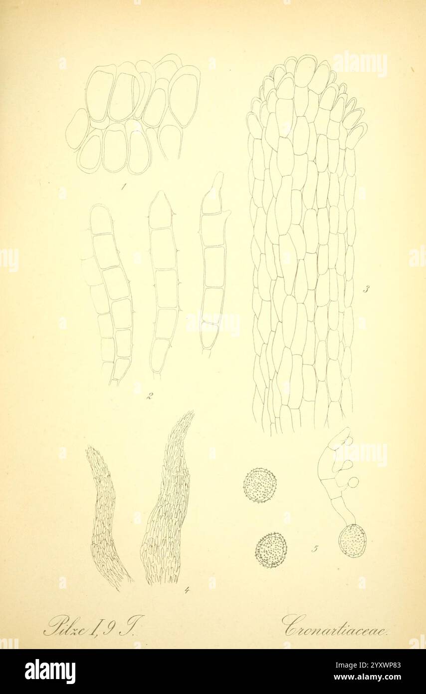 Segmented filament hi-res stock photography and images - Alamy