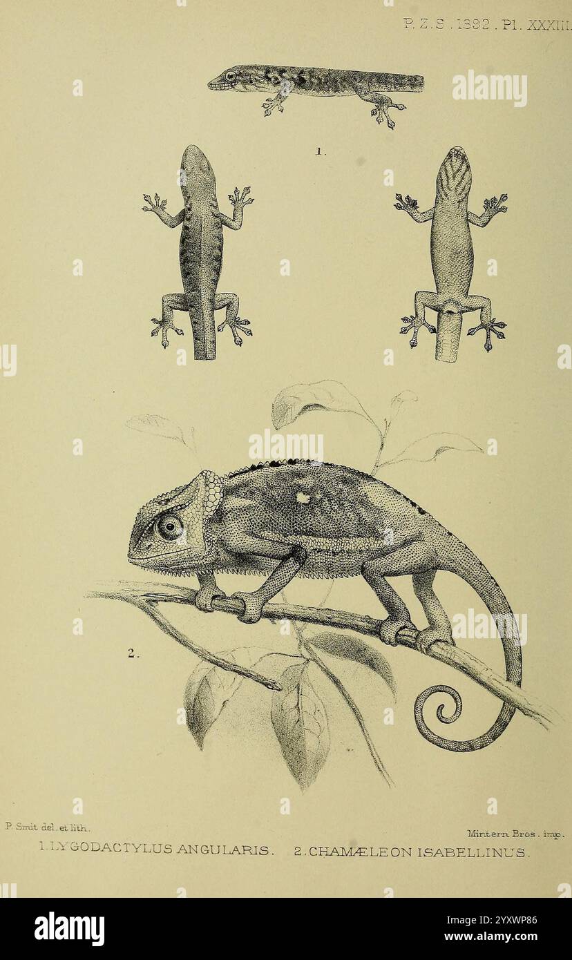 Illustration depicts three distinct lizards hi-res stock photography ...