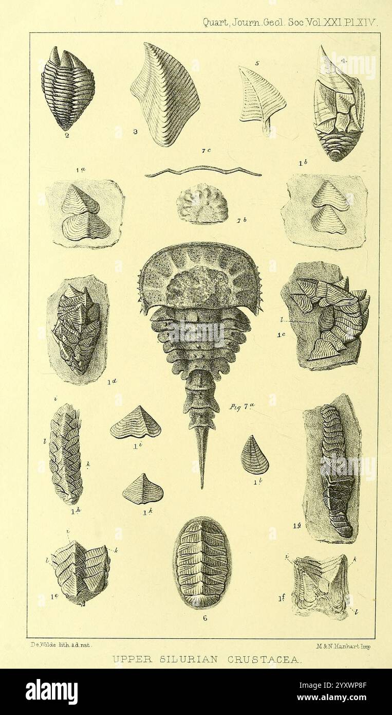 Ancient marine organisms anatomy hi-res stock photography and images ...