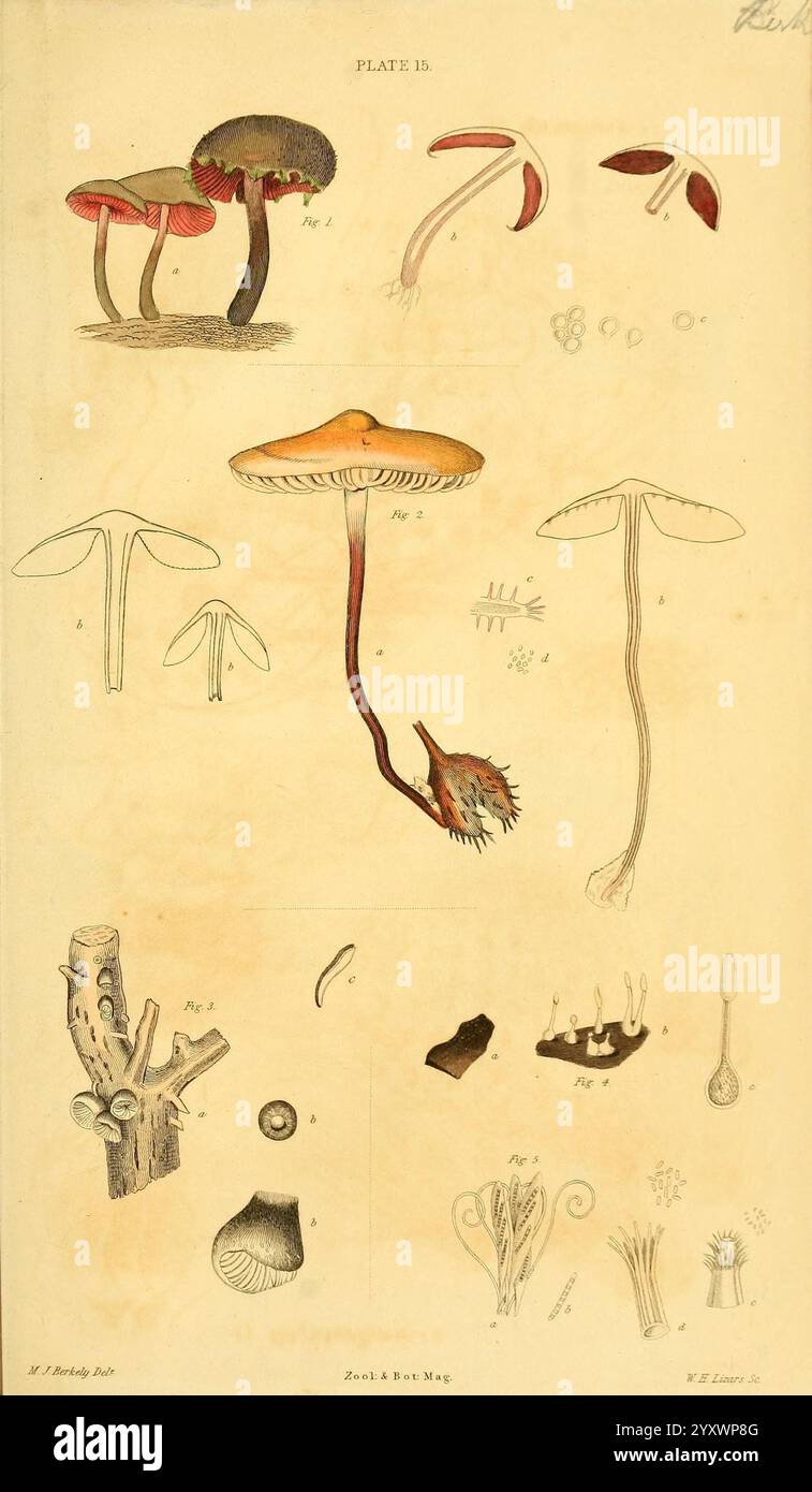 Prominent mushroom features hi-res stock photography and images - Alamy