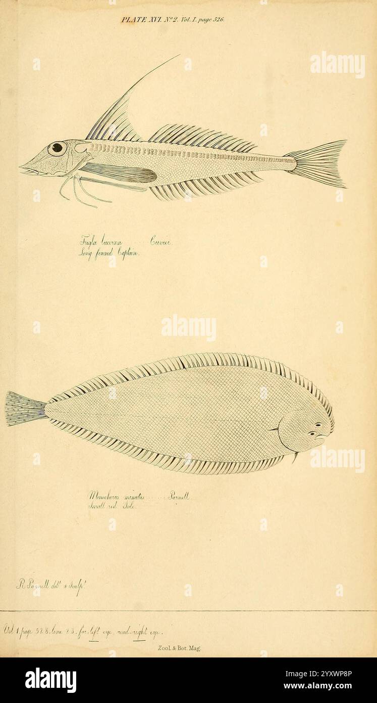 Magazine of Zoology and Botany, Edinburgh, Dublin, Natural History ...