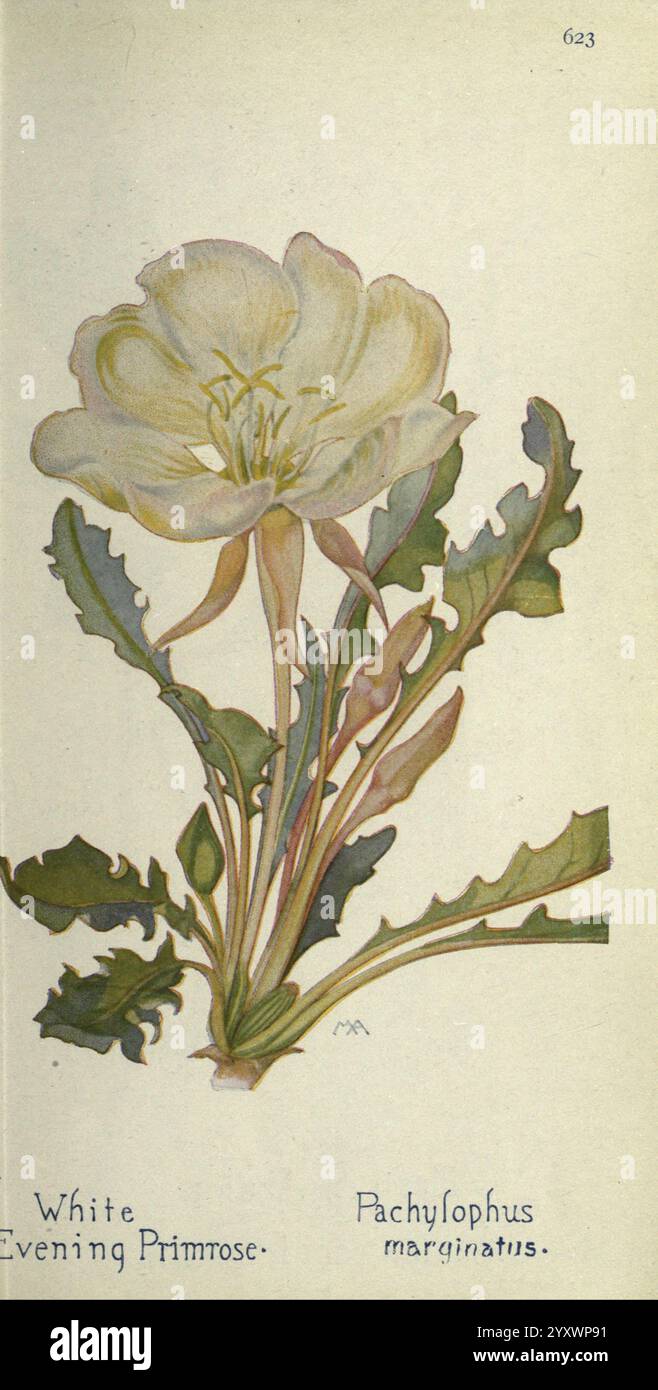 Onagraceae gumbo lily geo hi-res stock photography and images - Alamy