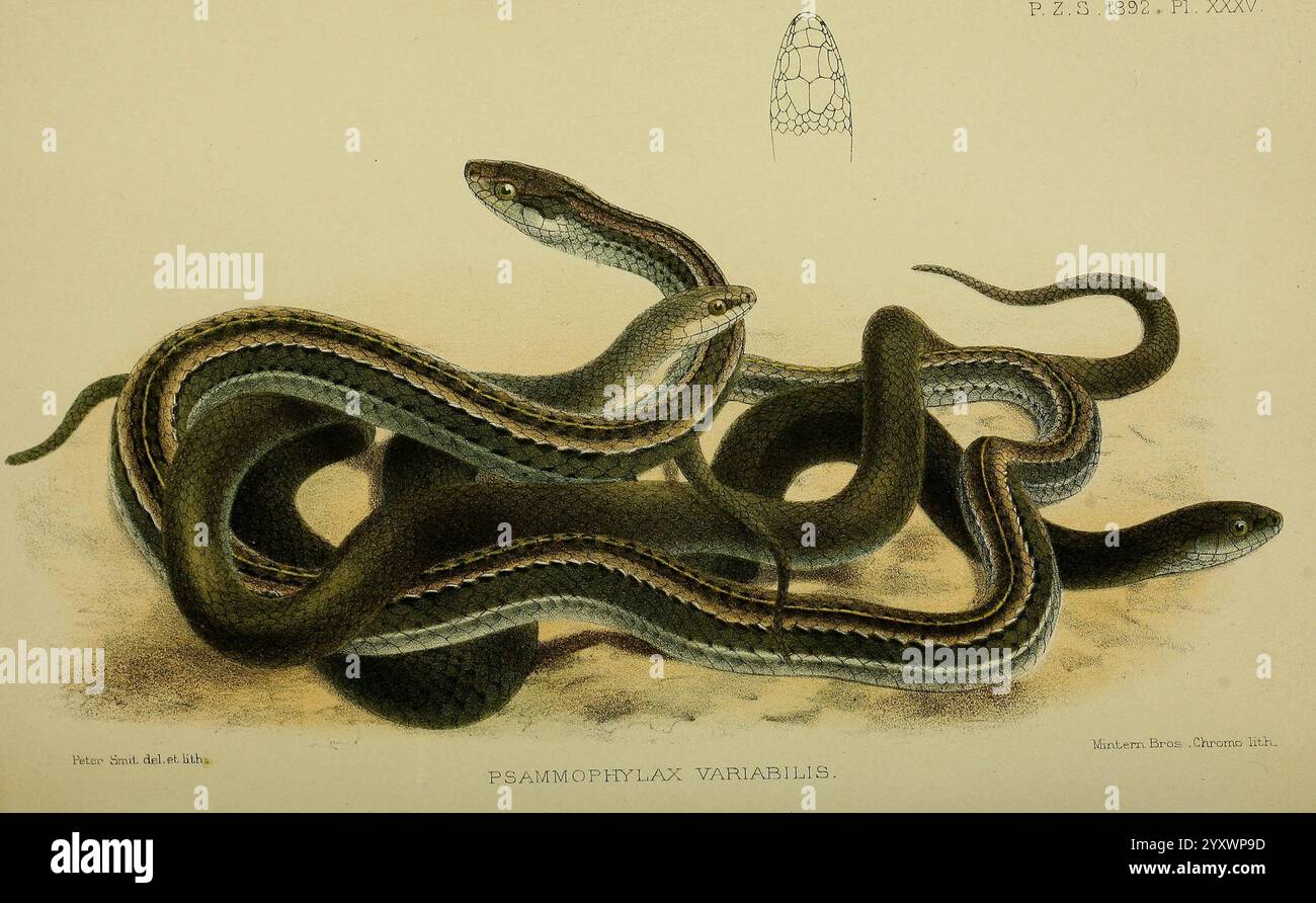 Serpents exhibit hi-res stock photography and images - Alamy