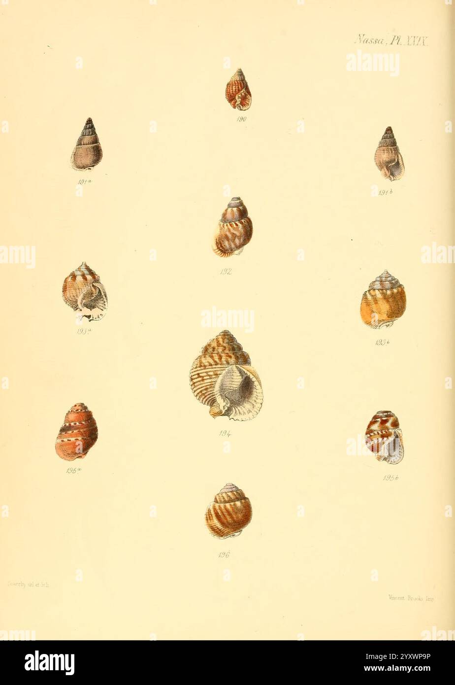 Conchologia Iconica, or Illustrations of the shells of molluscous ...