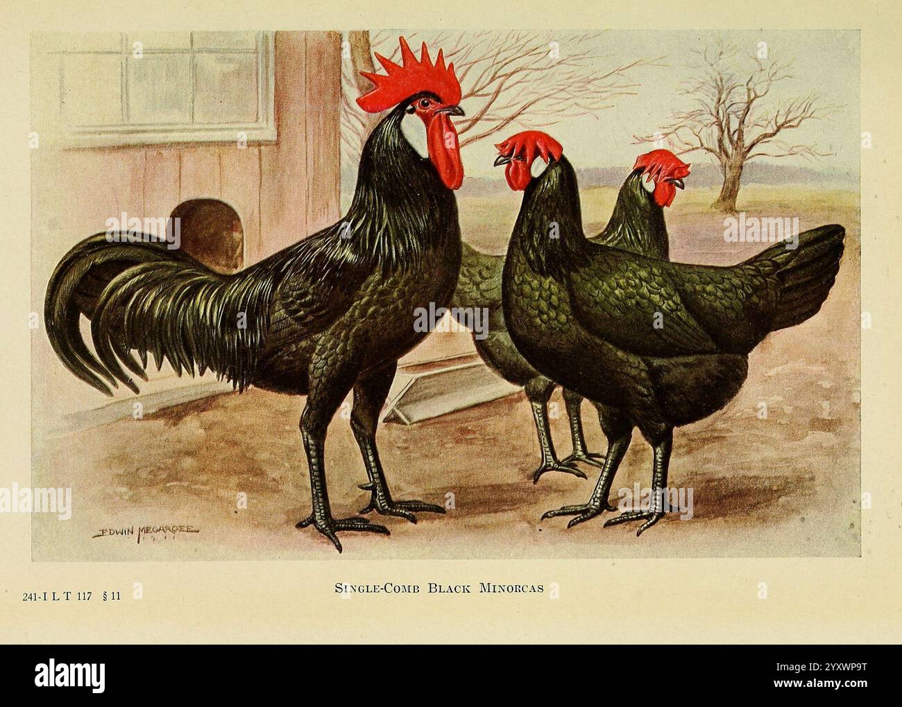 Striking black minorca chickens hi-res stock photography and images - Alamy