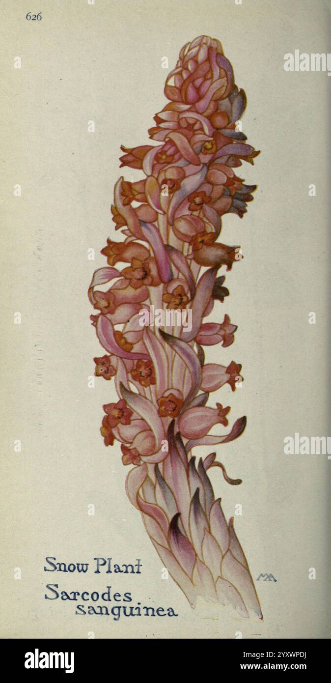 Ericaceae snow plant taxonomy hi-res stock photography and images - Alamy