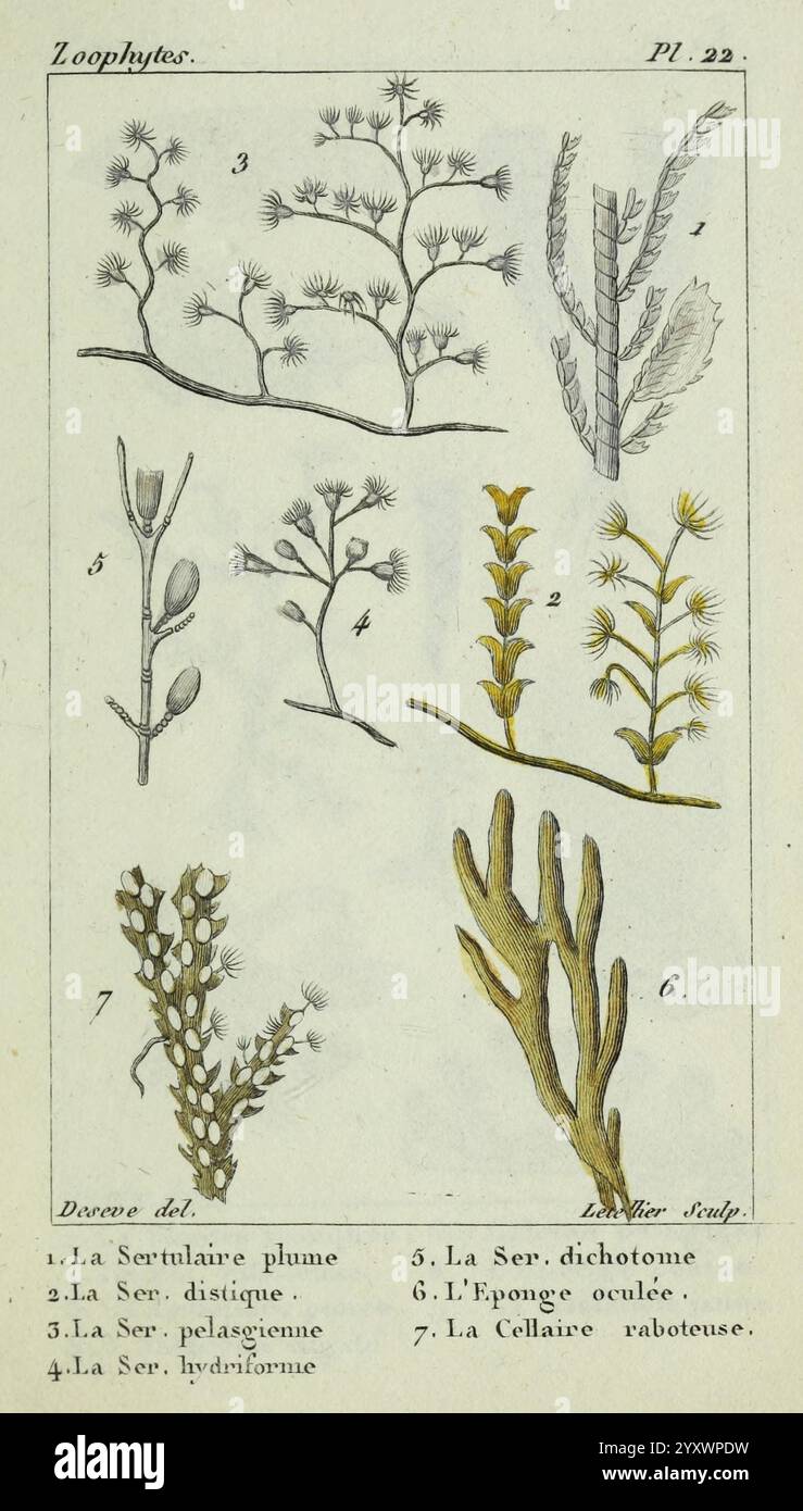 Showcases several distinct forms hi-res stock photography and images ...